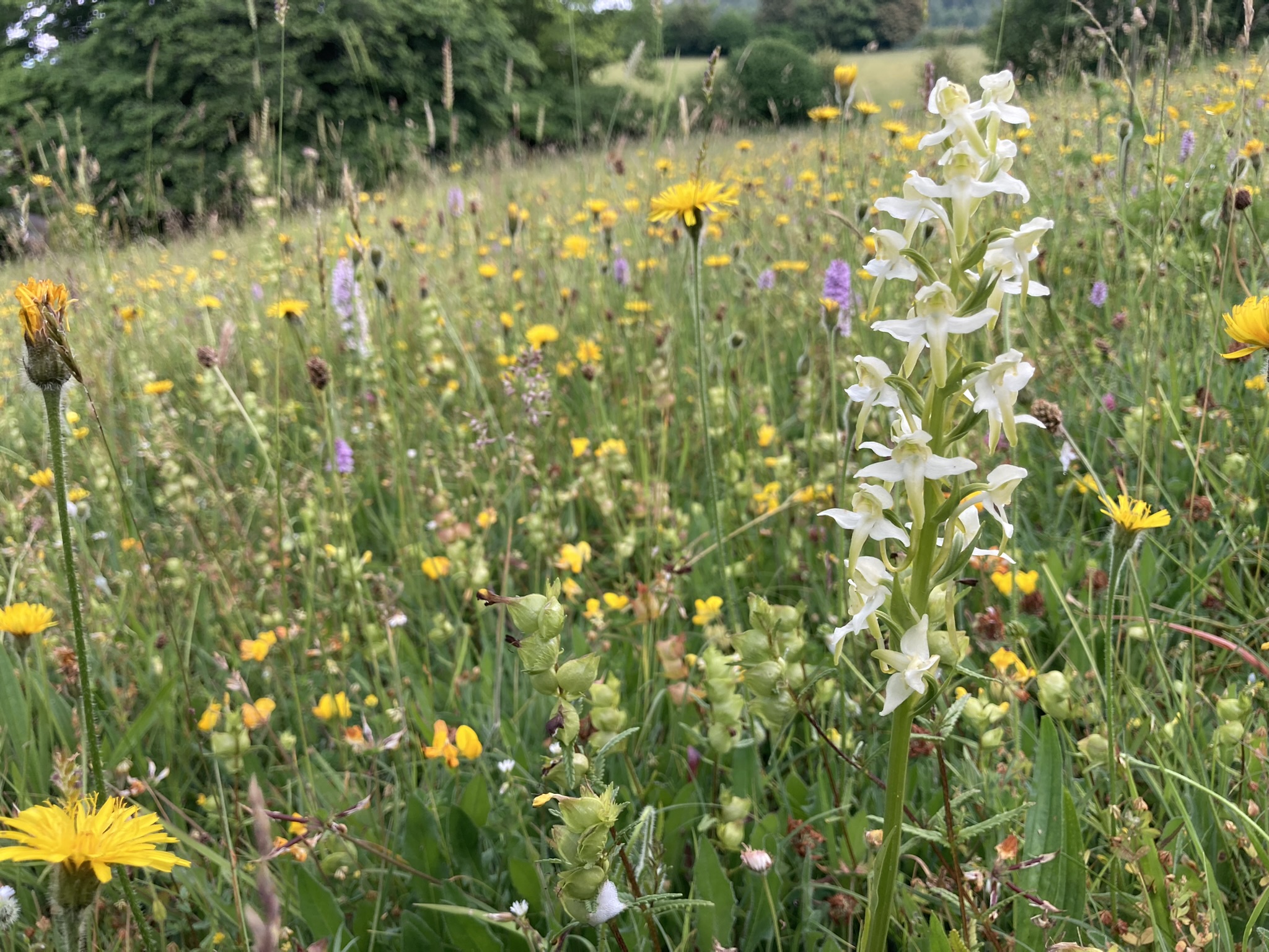 Dorset's biodiversity and declines in nature - Dorset Council